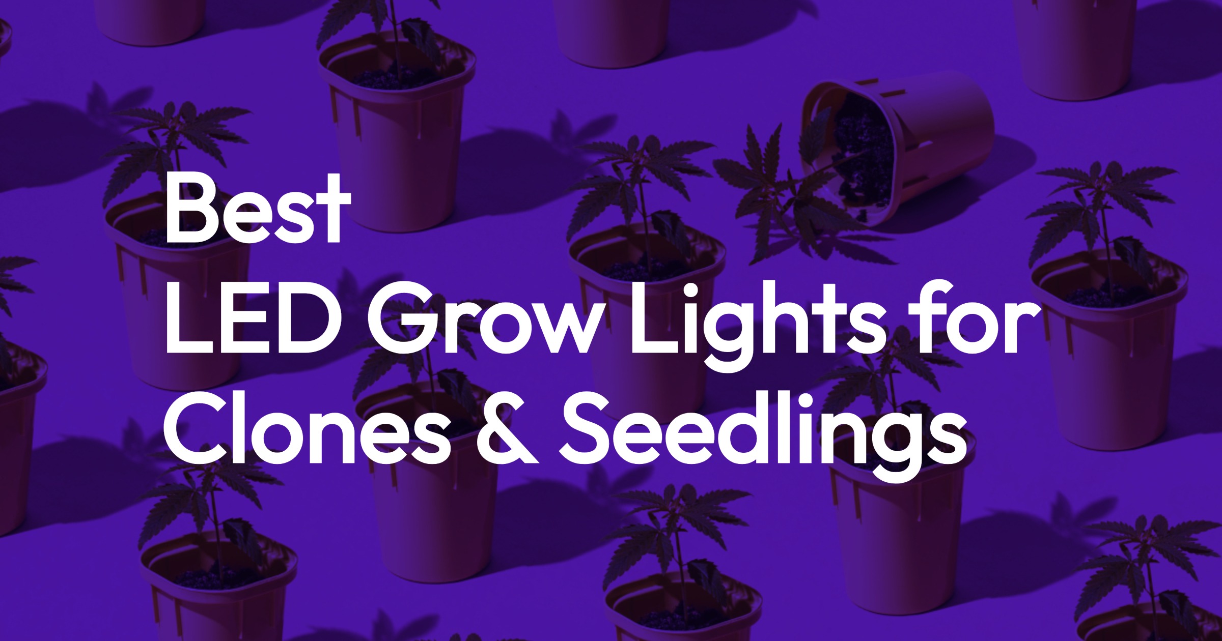 Best LED Grow Lights for Clones and Cannabis Seedlings 2024