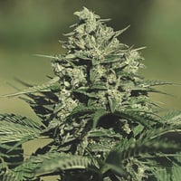 Autoflower Week By Week Pictures: Life Cycle Guide