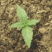 Autoflower Week By Week Pictures: Life Cycle Guide