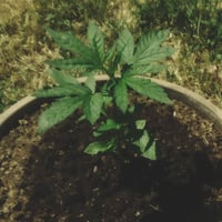 Autoflower Week By Week Pictures: Life Cycle Guide