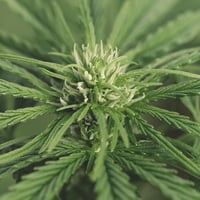 Autoflower Week By Week Pictures: Life Cycle Guide