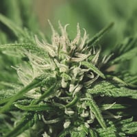 Autoflower Week By Week Pictures: Life Cycle Guide