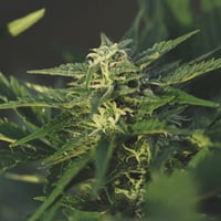Autoflower Week By Week Pictures: Life Cycle Guide