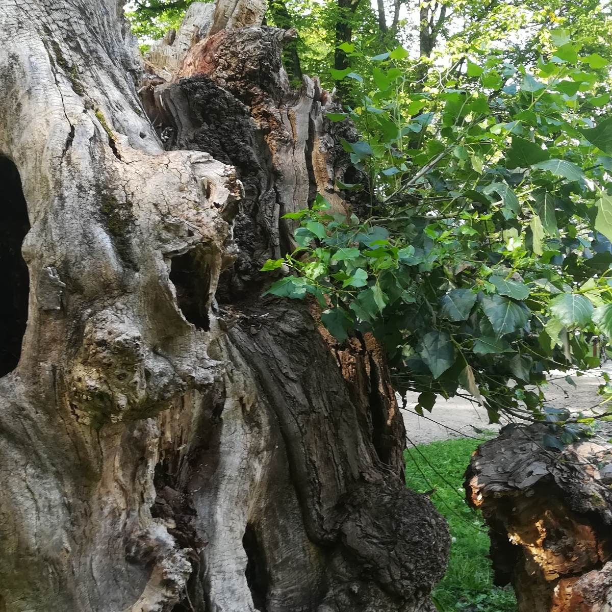 kornmo from Orkla - Vegan Product Reviews & Ratings | abillion