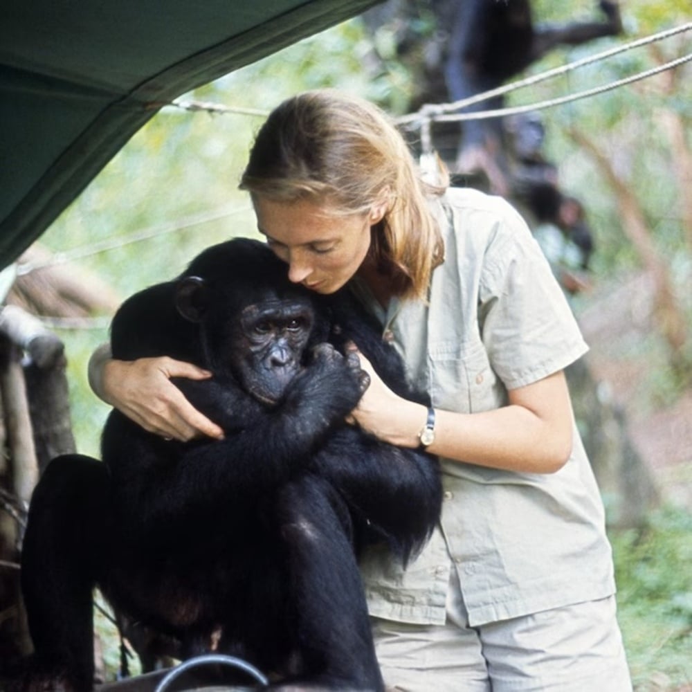 How Jane Goodall Revolutionized Our Understanding of Animals—And Why It ...