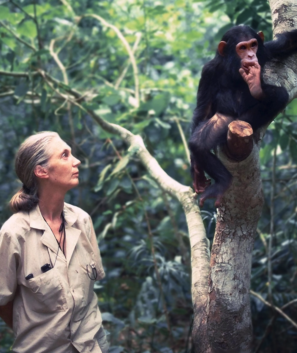 How Jane Goodall Revolutionized Our Understanding of Animals—And Why It ...
