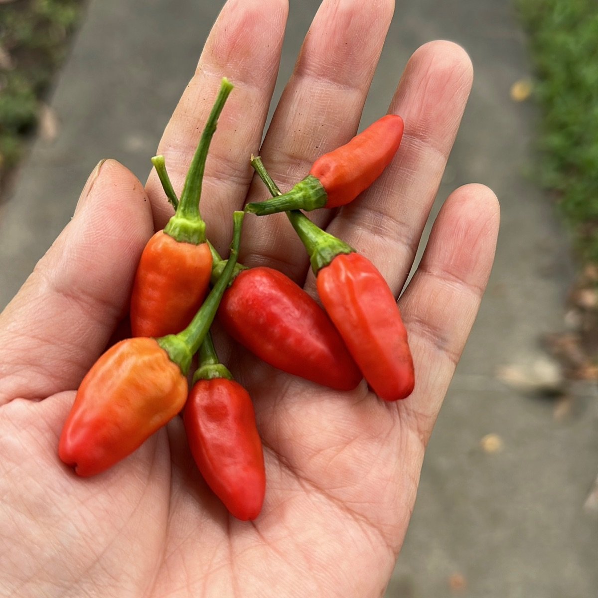 HOH Farm Small Chilli Reviews | abillion
