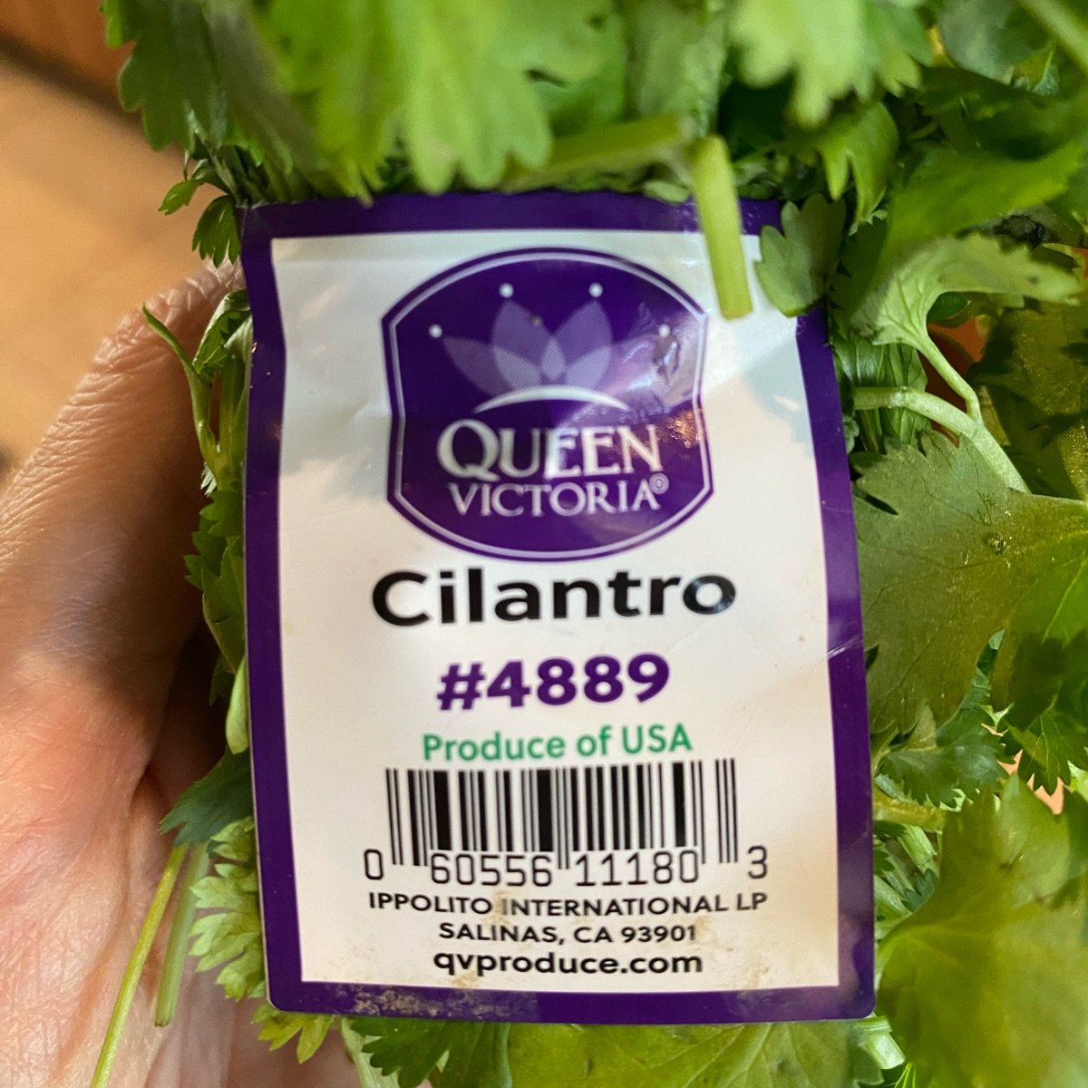 Queen Victoria Cilantro Reviews | abillion