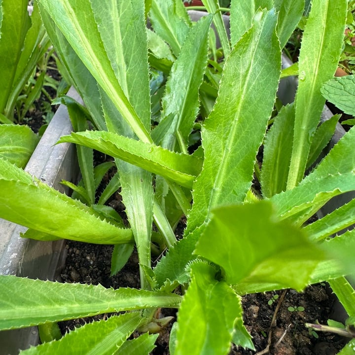 HOH Farm Sawtooth Coriander (Culantro) Review | abillion