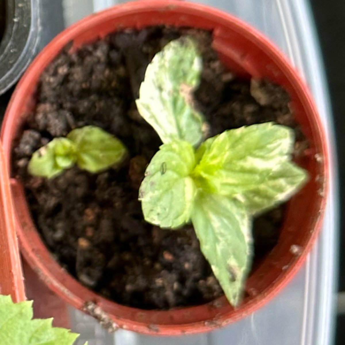 Variegated Pepper Mint from HOH Farm - Vegan Product Reviews & Ratings ...