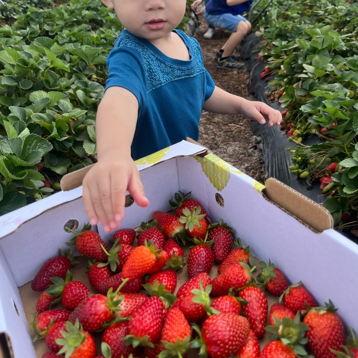 H&N Produce Pick-your-own Strawberries Reviews | abillion