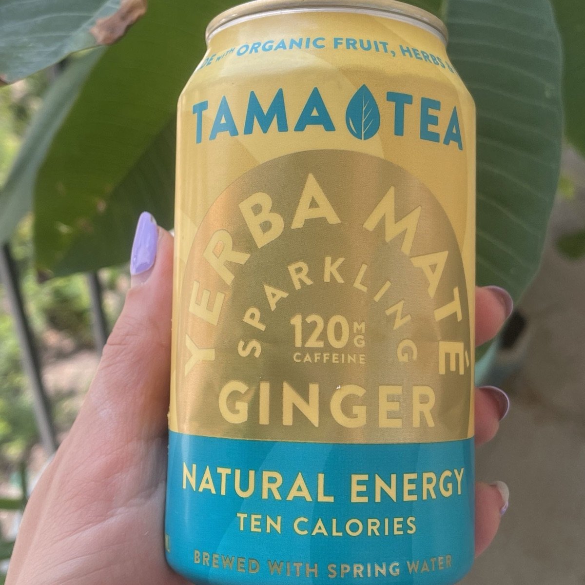 Yerba Mate Sparkling Ginger Natural Energy from Tama Tea - Vegan ...
