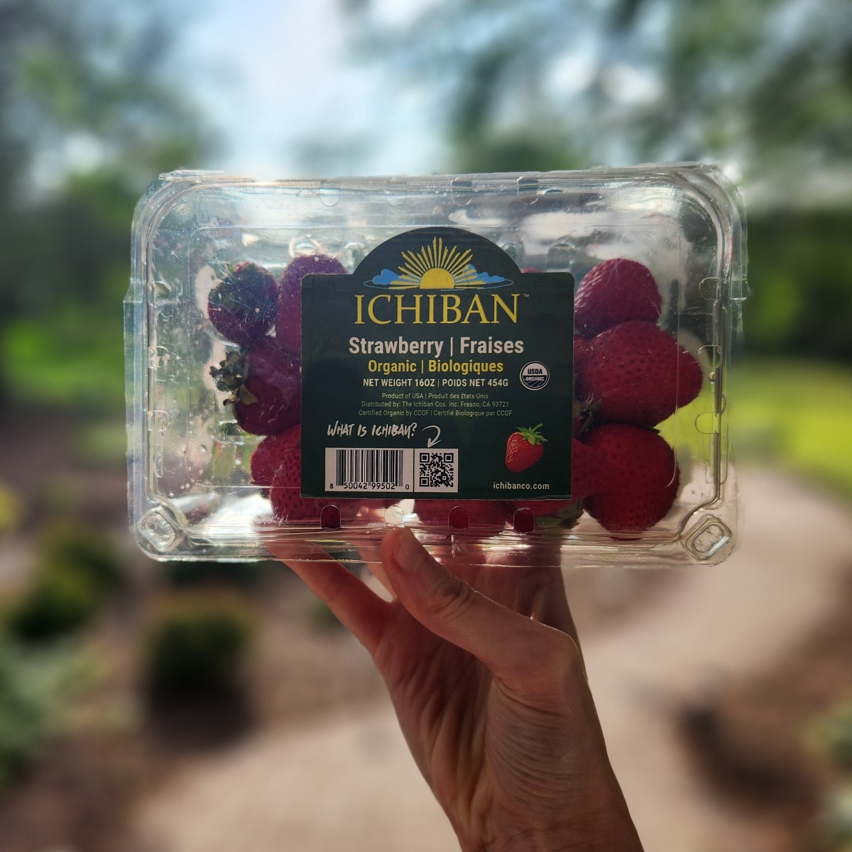 ichiban Strawberries Reviews | abillion