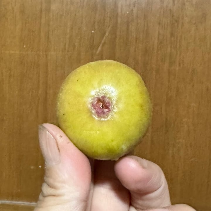 HOH Farm Taiwanese Pink Fig Review | abillion