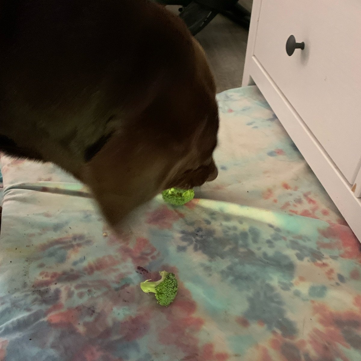 Fresh Broccoli from Andy Boy - Vegan Product Reviews & Ratings | abillion