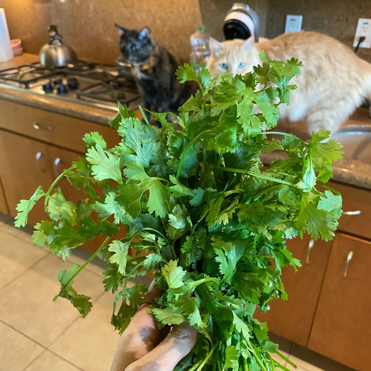 Cilantro from Ratto Bros - Vegan Product Reviews & Ratings | abillion