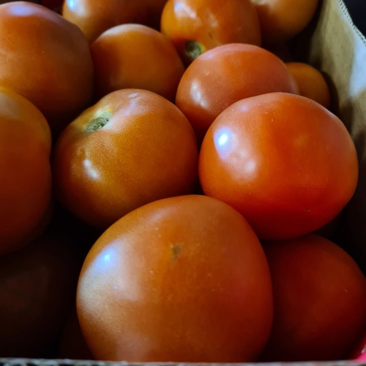 Sandquest Tomatoes Review | abillion