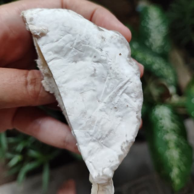 Camembert from Uguisu Sabou - Vegan Product Reviews & Ratings | abillion
