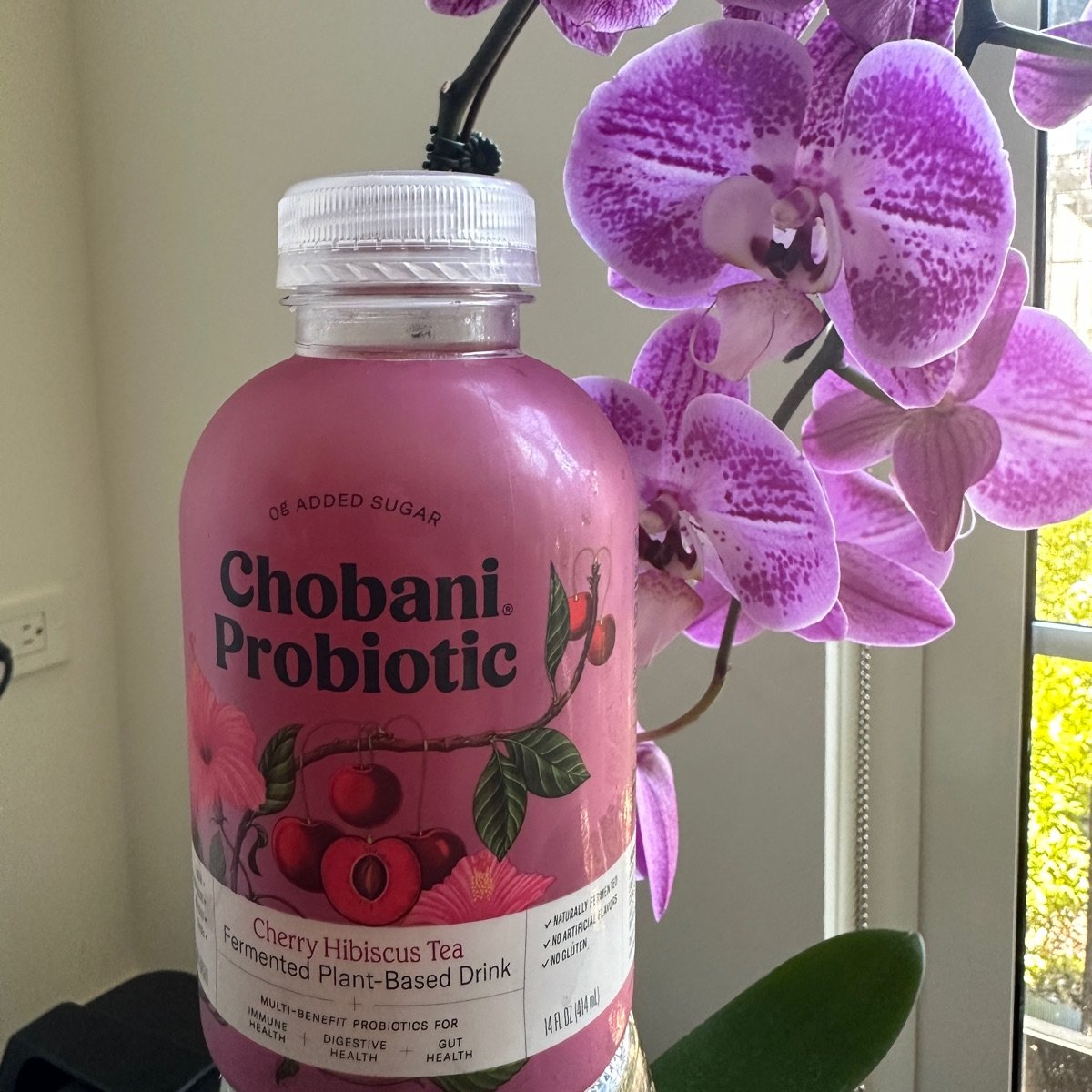 Chobani Probiotic Cherry Hibiscus Tea Fermented Plant-Based Drink from ...