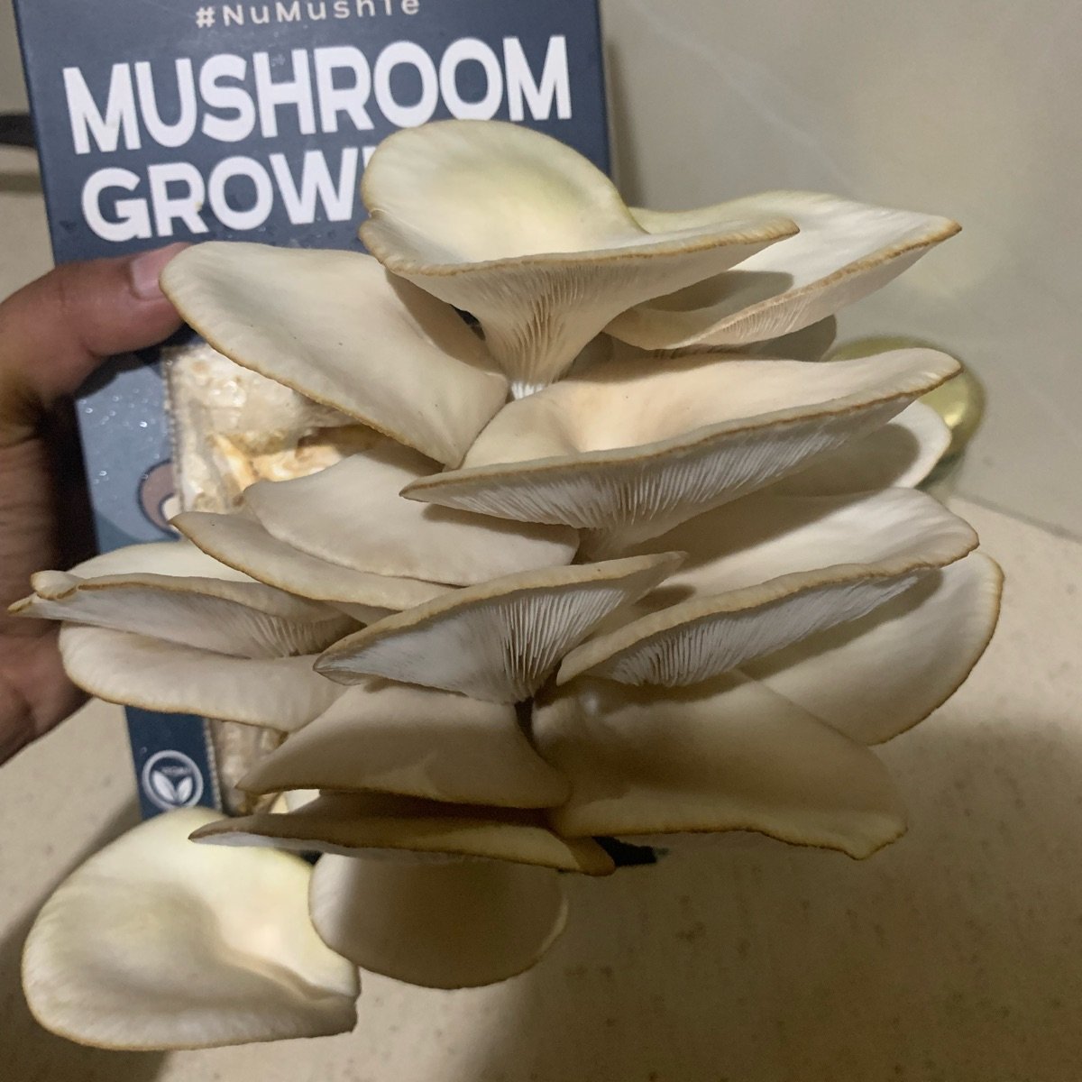 Mushroom Growing Kit (High-Protein Oyster Mushrooms) from Nuvedo ...