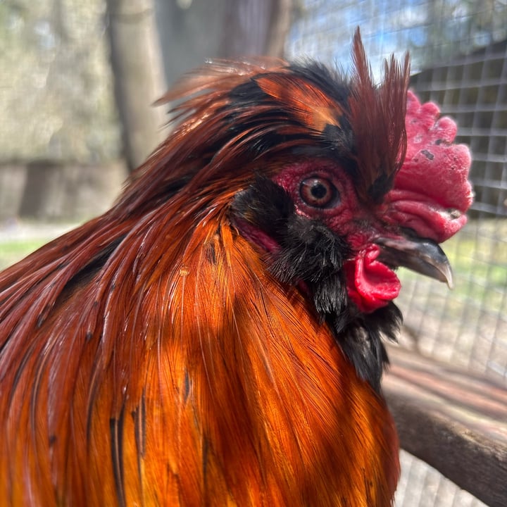 Patak's One-pot Biriyani rice-kit Review | abillion