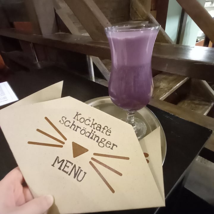 Kočkafé Schrödinger (býv. Envi Café) Brno-střed, Czechia Blueberry ...