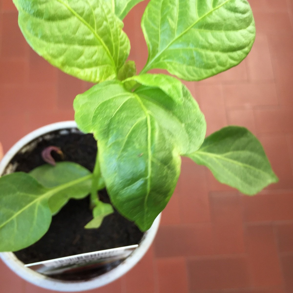 Peperone pianta from Lidl - Vegan Product Reviews & Ratings | abillion