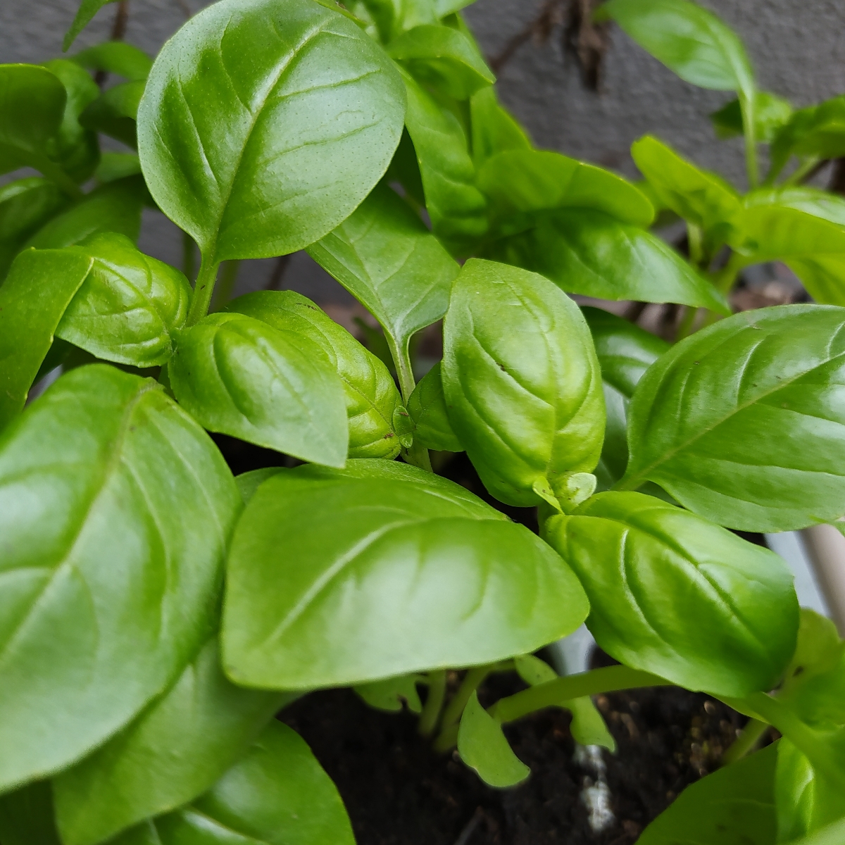 basilico zeus from Orto mio - Vegan Product Reviews & Ratings | abillion