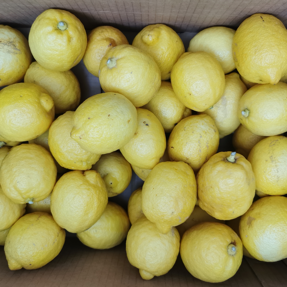 limoni from Sole di sicilia - Vegan Product Reviews & Ratings | abillion