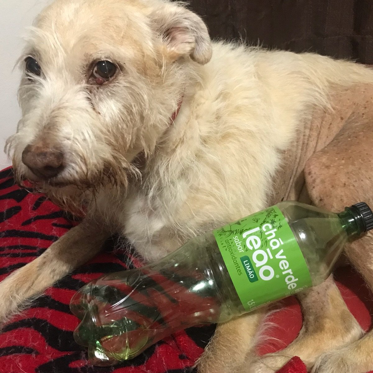 chá verde aabor limão from Chá verde leão sabor limao - Vegan Product ...