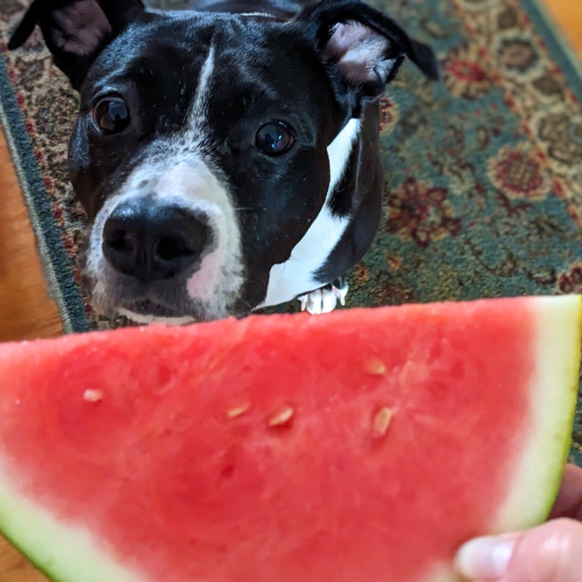 River Valley Co-op Watermelon Reviews | abillion