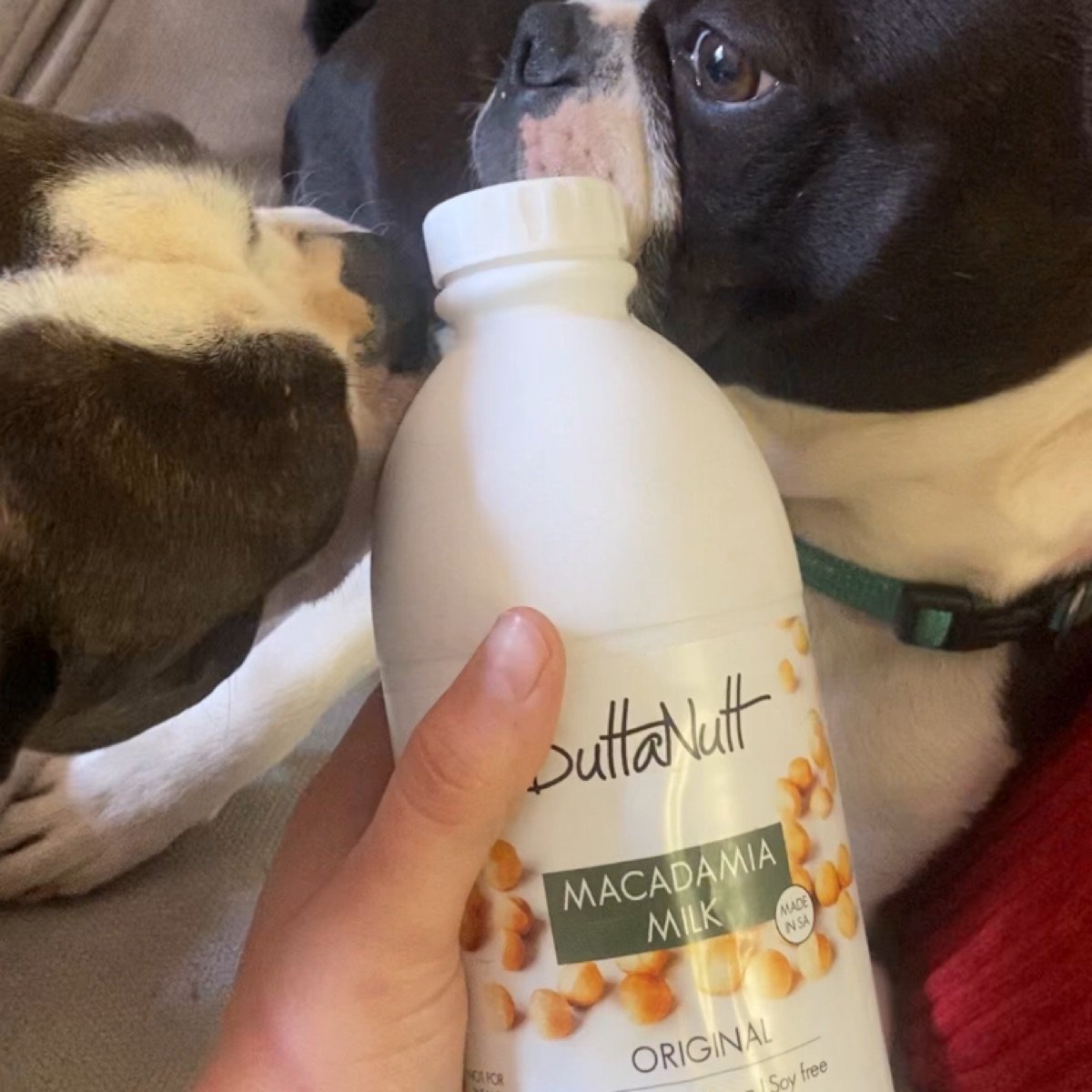 Macadamia Milk Original from ButtaNutt - Vegan Product Reviews ...