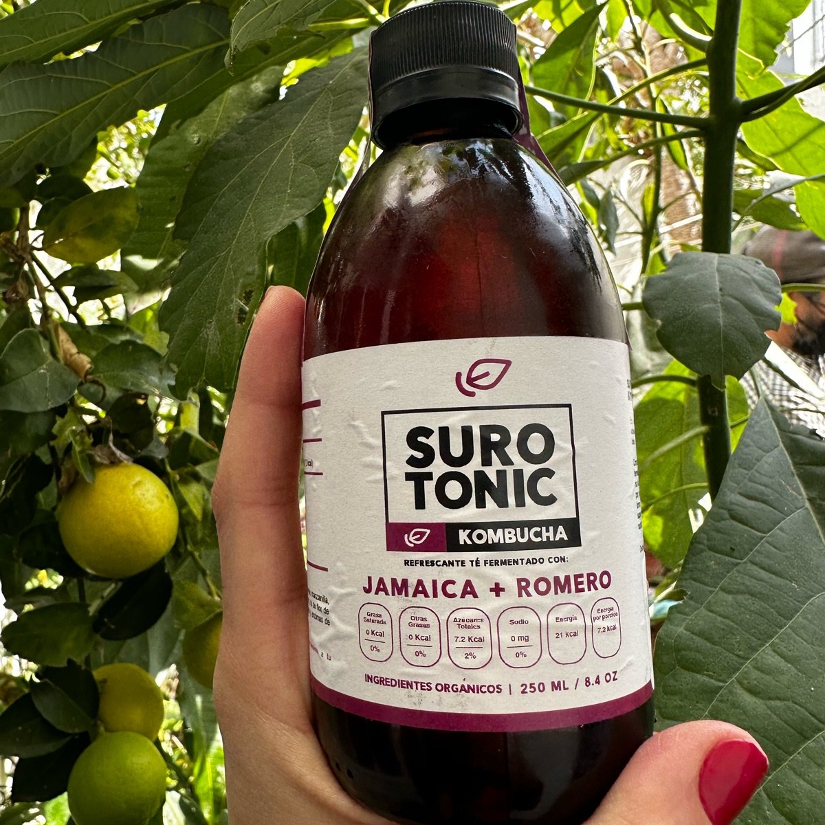 Kombucha Jamaica + Romero from Suro Tonic - Vegan Product Reviews ...