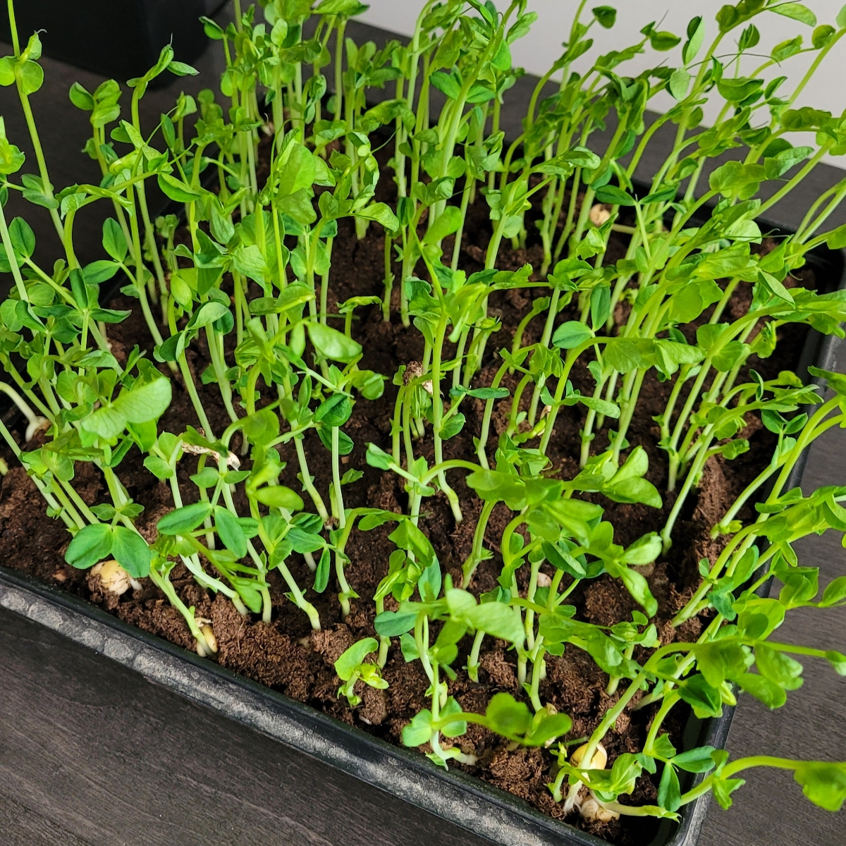 Mckenzie Organic Micro Pea Kit Reviews | abillion