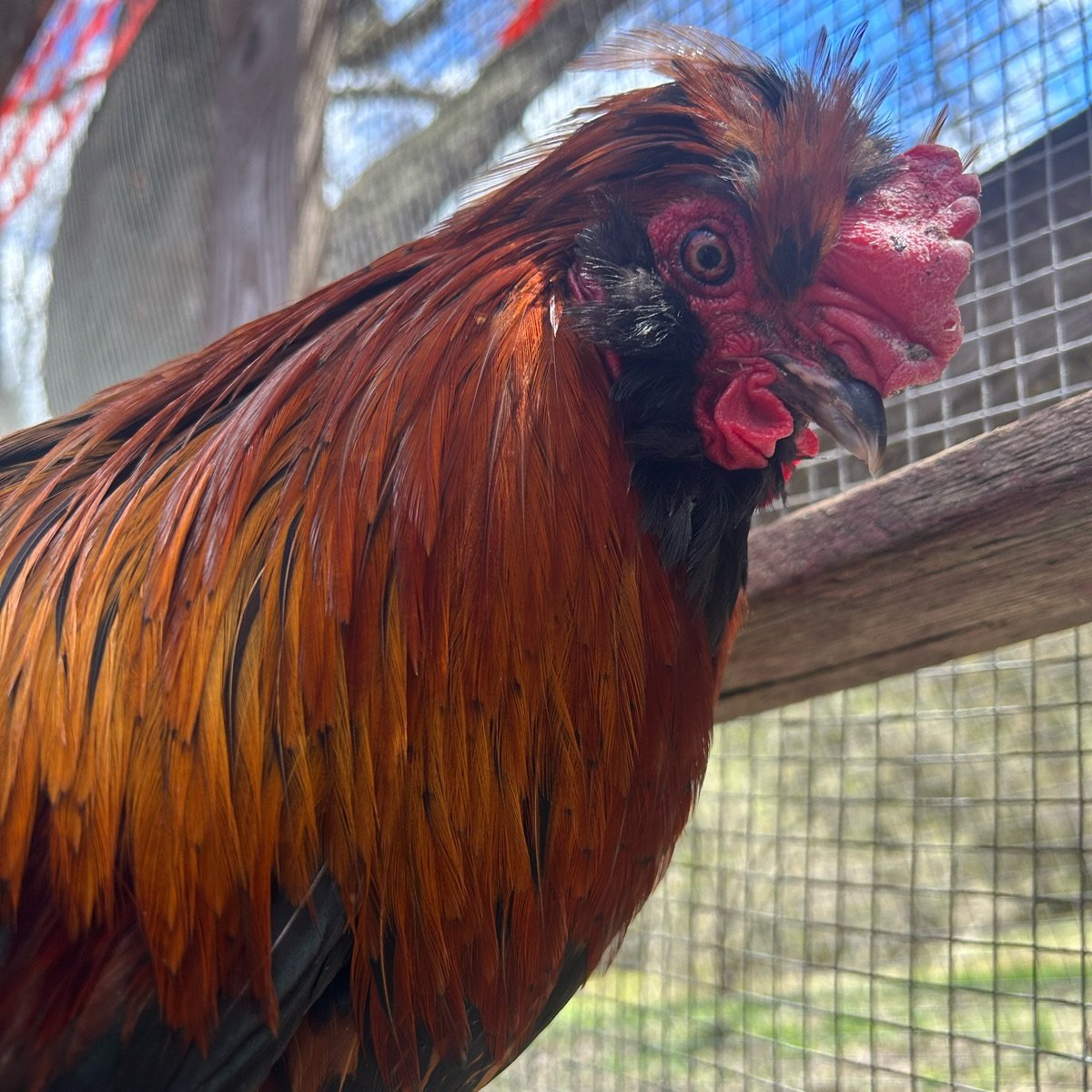 One-pot Biriyani rice-kit from Patak's - Vegan Product Reviews ...