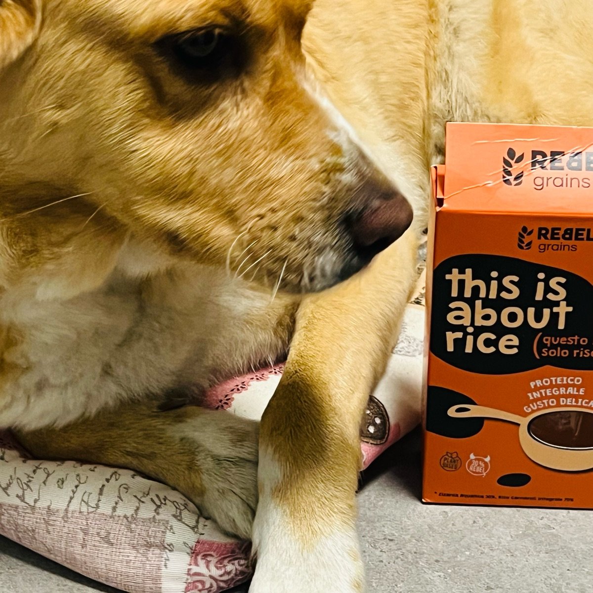 Rebel Grains This is about rice 评价 | abillion