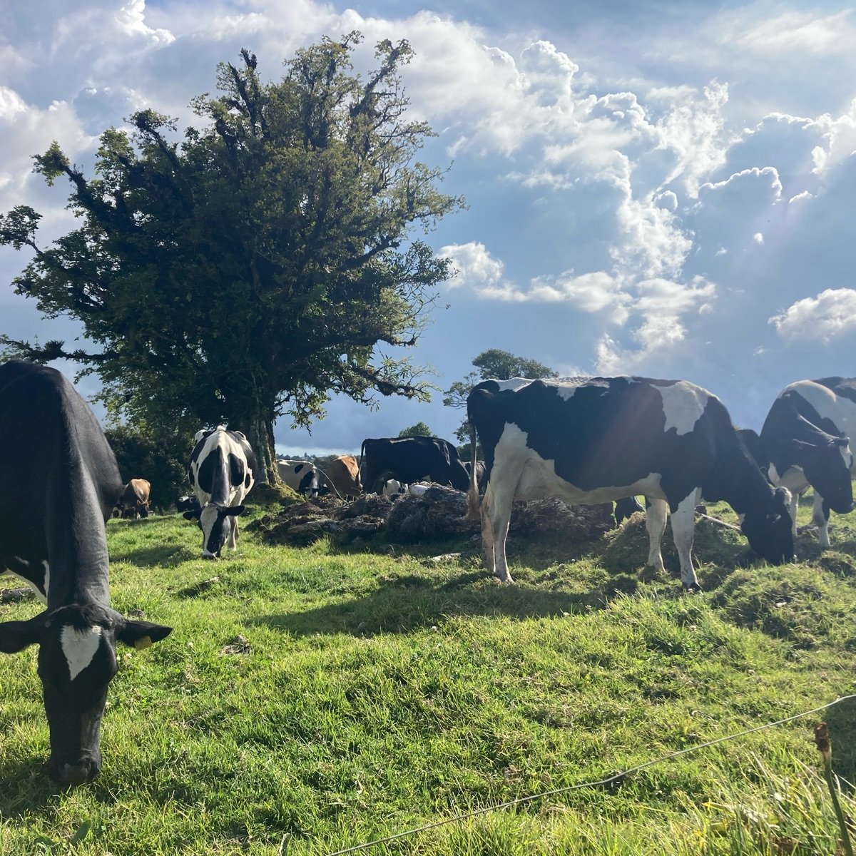 Pasta In Roasted Tomatoes And Basil Sauce at Villa Calas - Vegan Dish ...