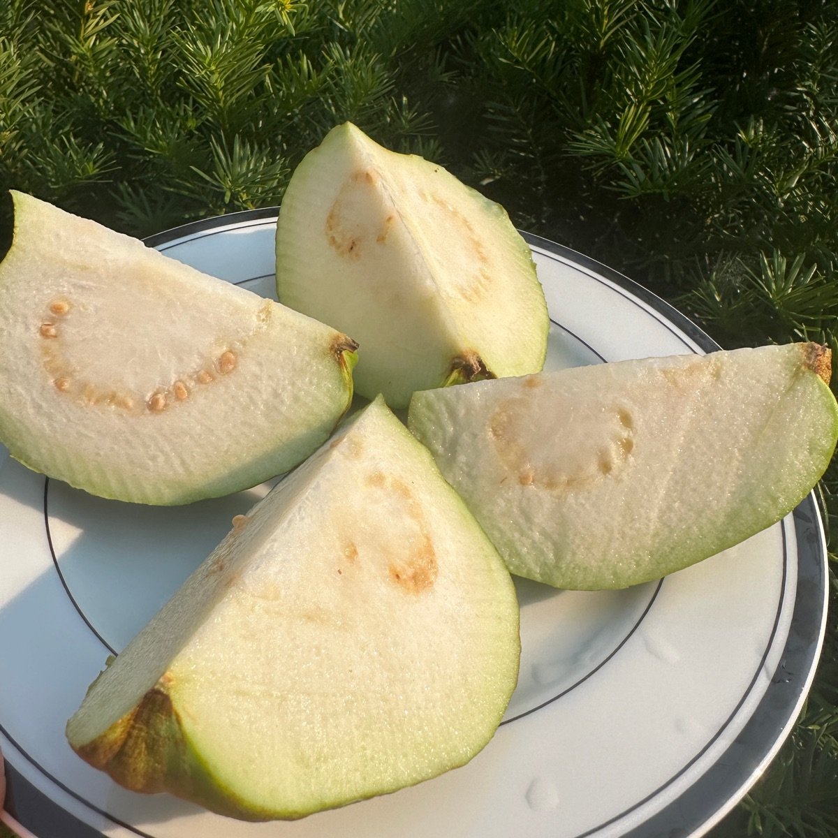 Thai Guava from Patel Brothers - Vegan Product Reviews & Ratings | abillion