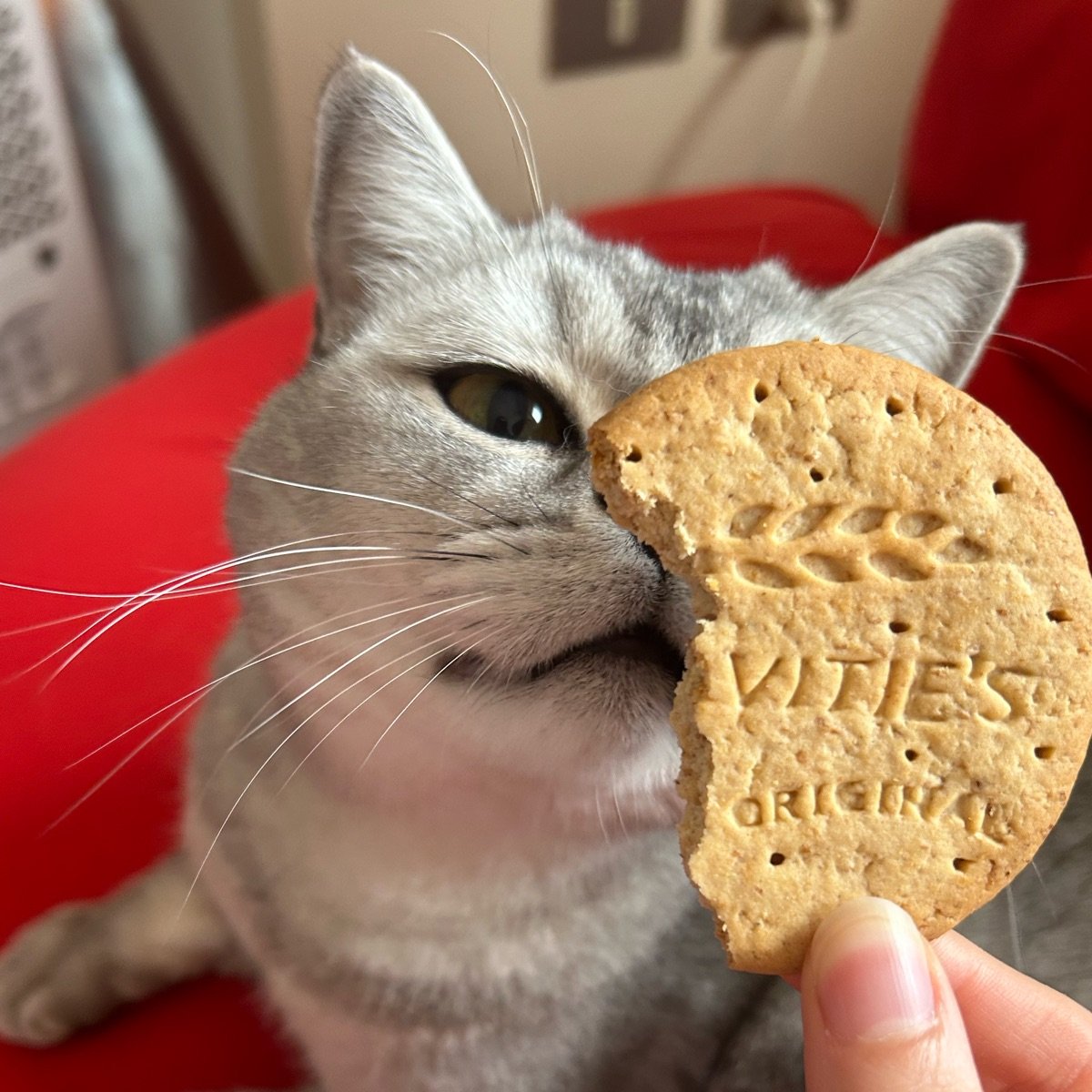 Digestive Biscotti Reviews | abillion