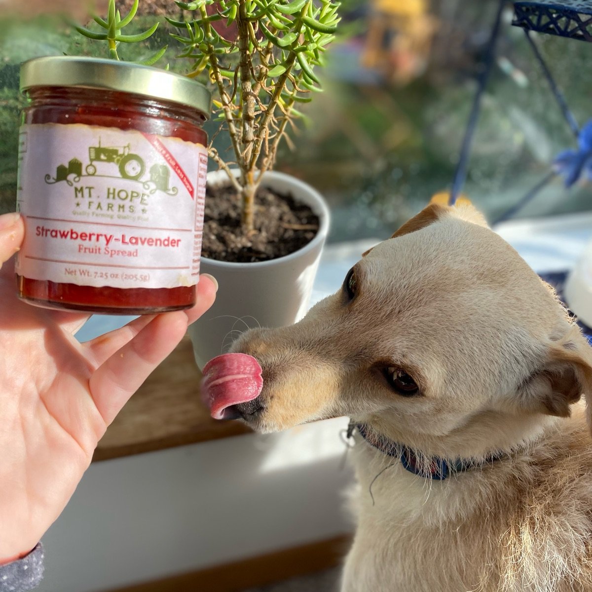 Strawberry-Lavender Fruit Spread from Mt. Hope Farms - Vegan Product ...