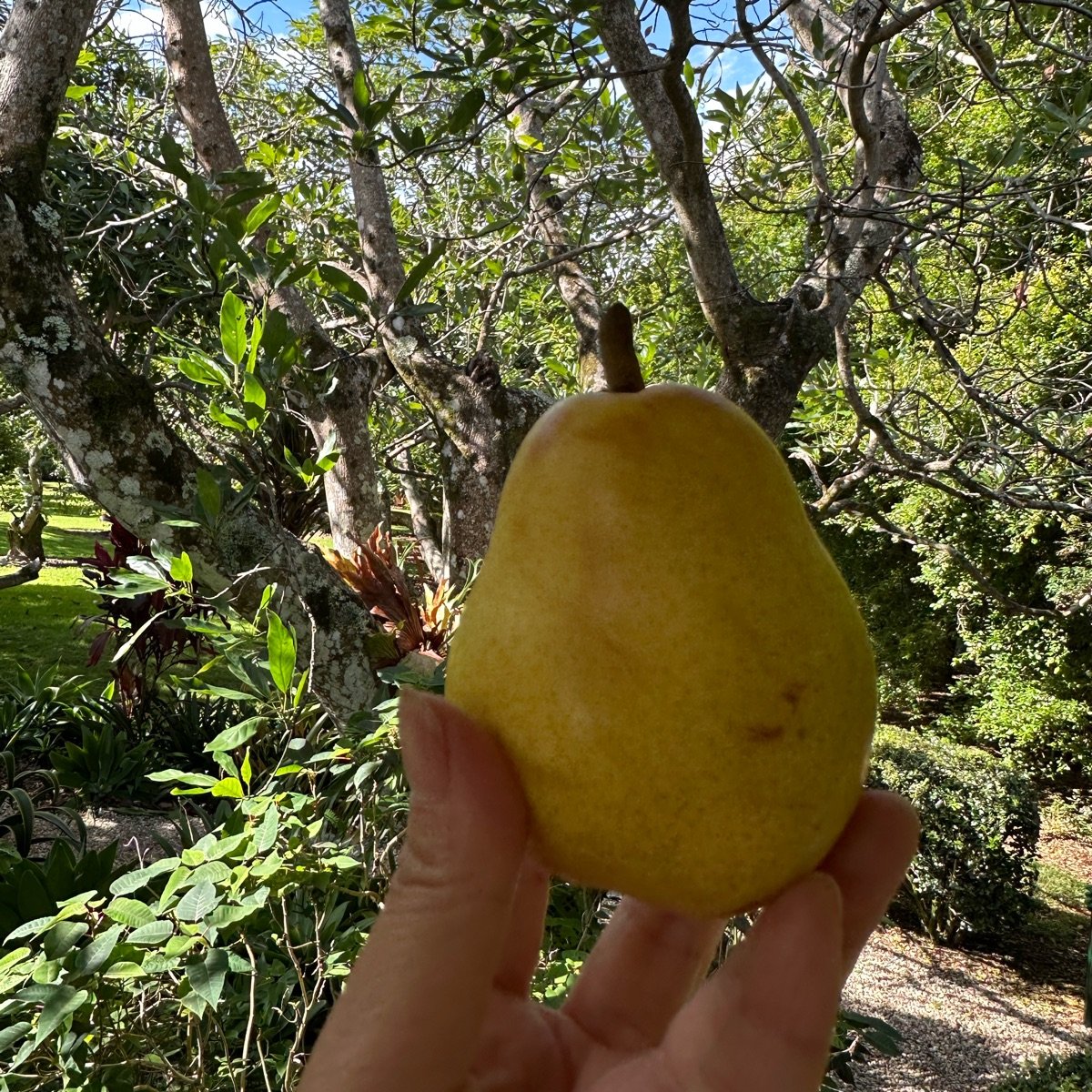 Pear Packham from IGA - Vegan Product Reviews & Ratings | abillion