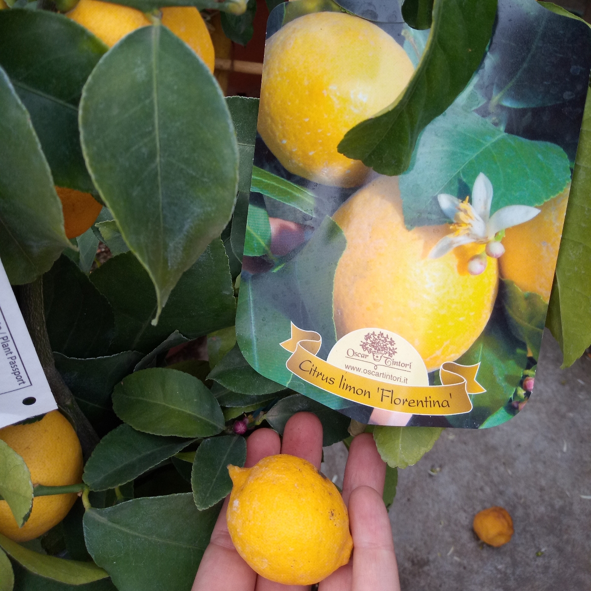 Citrus limone Florentina from Oscar tintori - Vegan Product Reviews ...