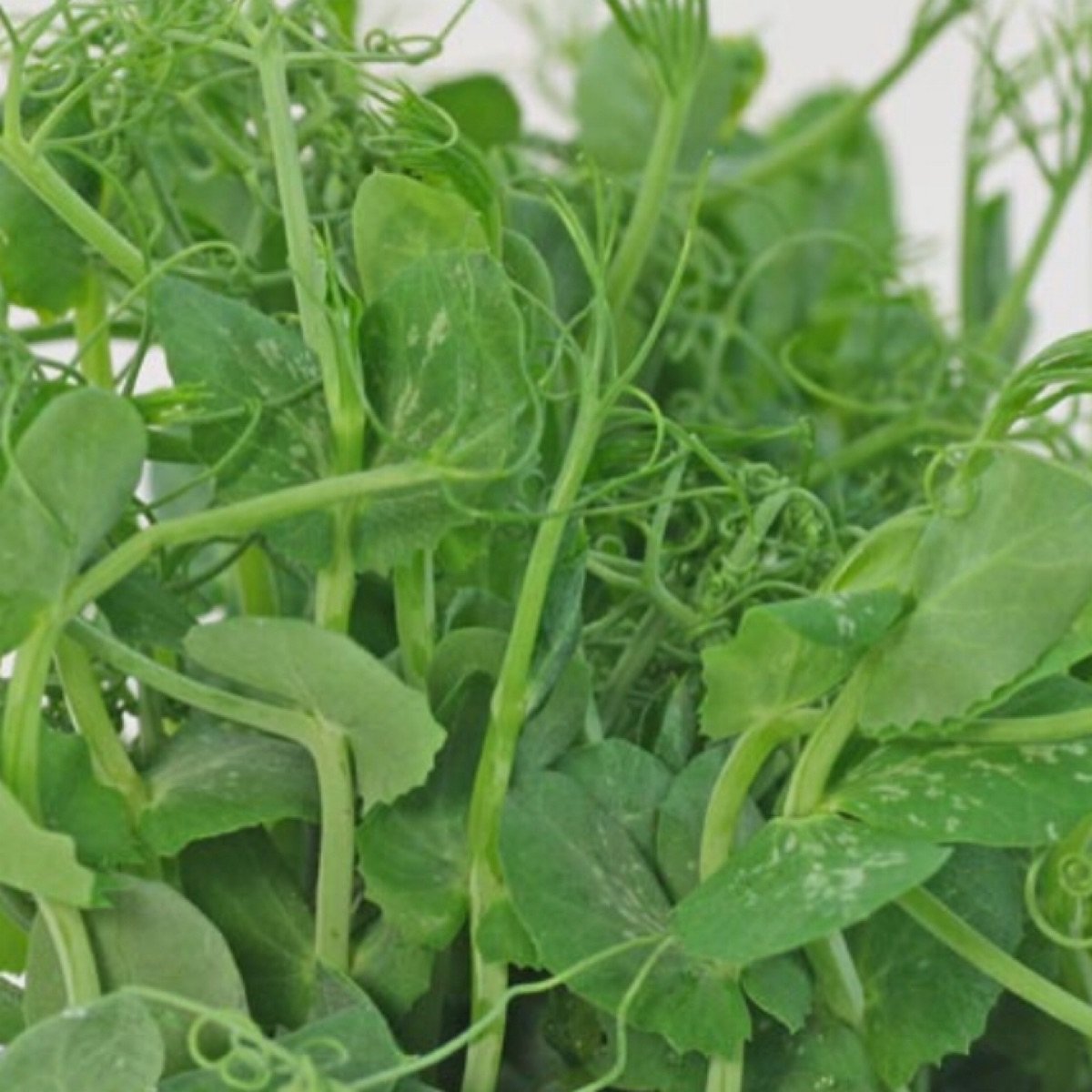 Pea sprout from Cold Storage - Vegan Product Reviews & Ratings | abillion