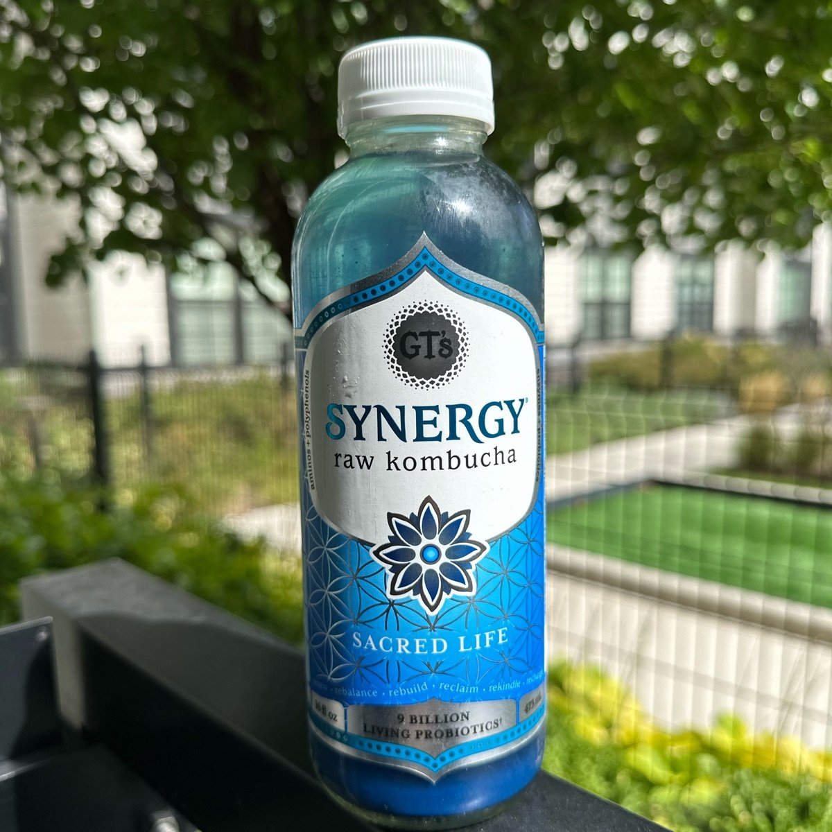 GT’s Living Foods Synergy Raw Kombucha Sacred Life Reviews | abillion