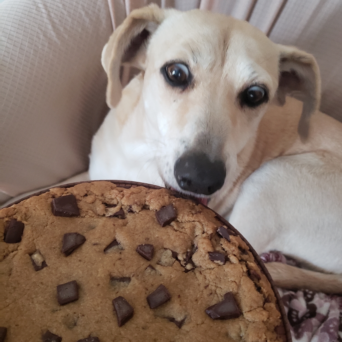 Pé de fruta - Torta Cookie Tradicional Review | abillion