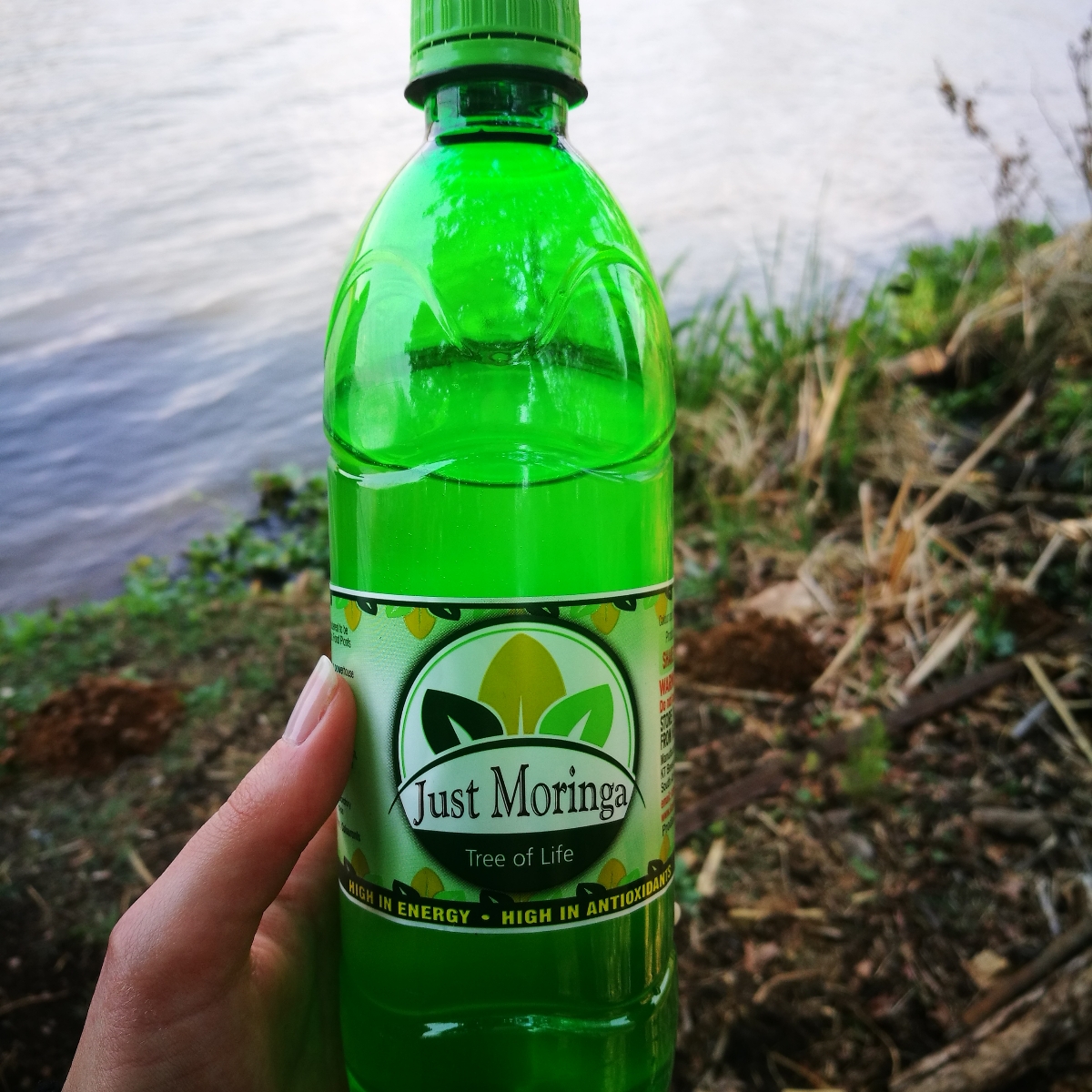 Moringa drink from Just Moringa - Vegan Product Reviews & Ratings ...