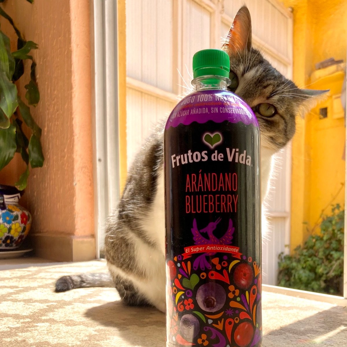 Arándano Blueberry from Frutos de vida - Vegan Product Reviews ...