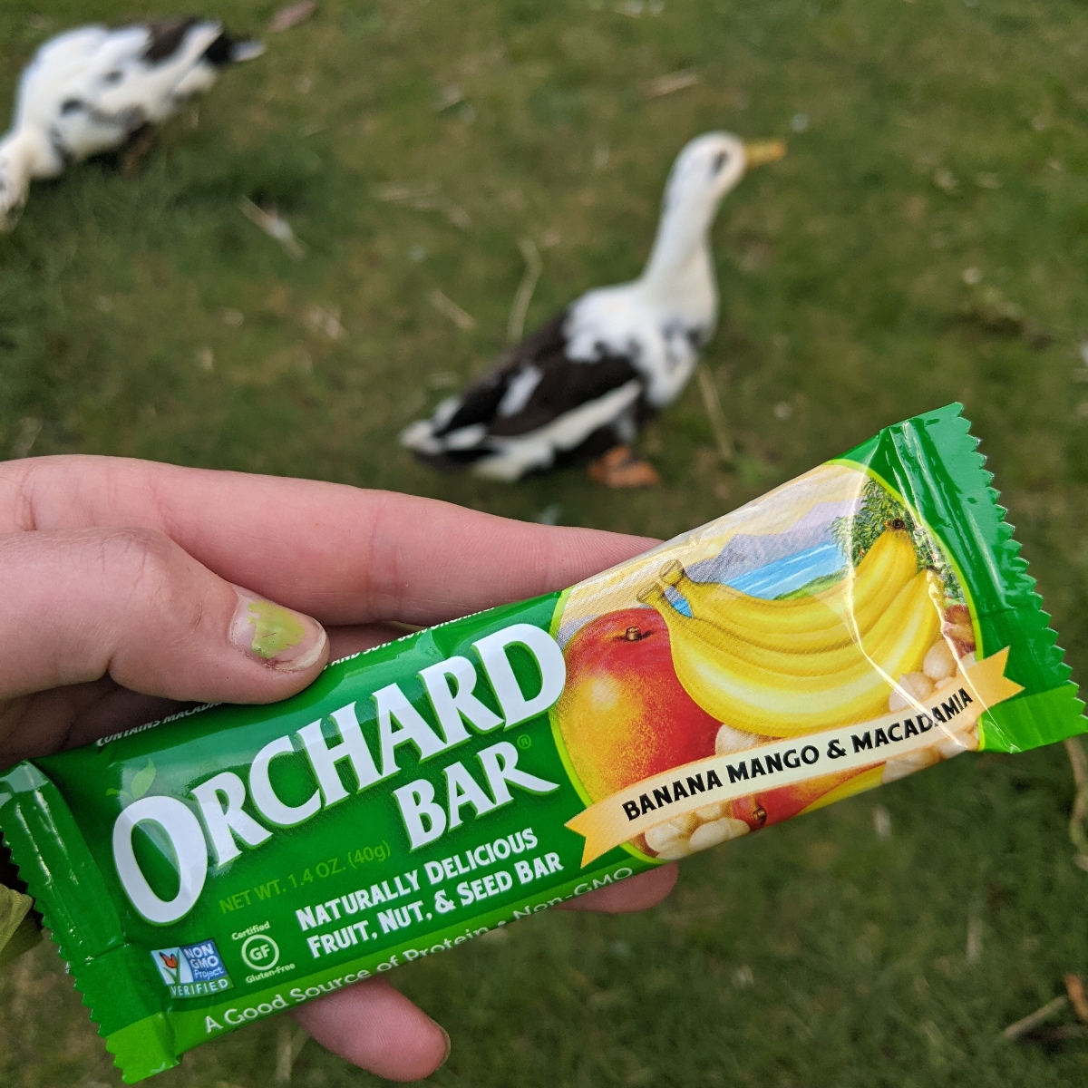 Banana Mango and Macadamia from Orchard Bar - Vegan Product Reviews ...