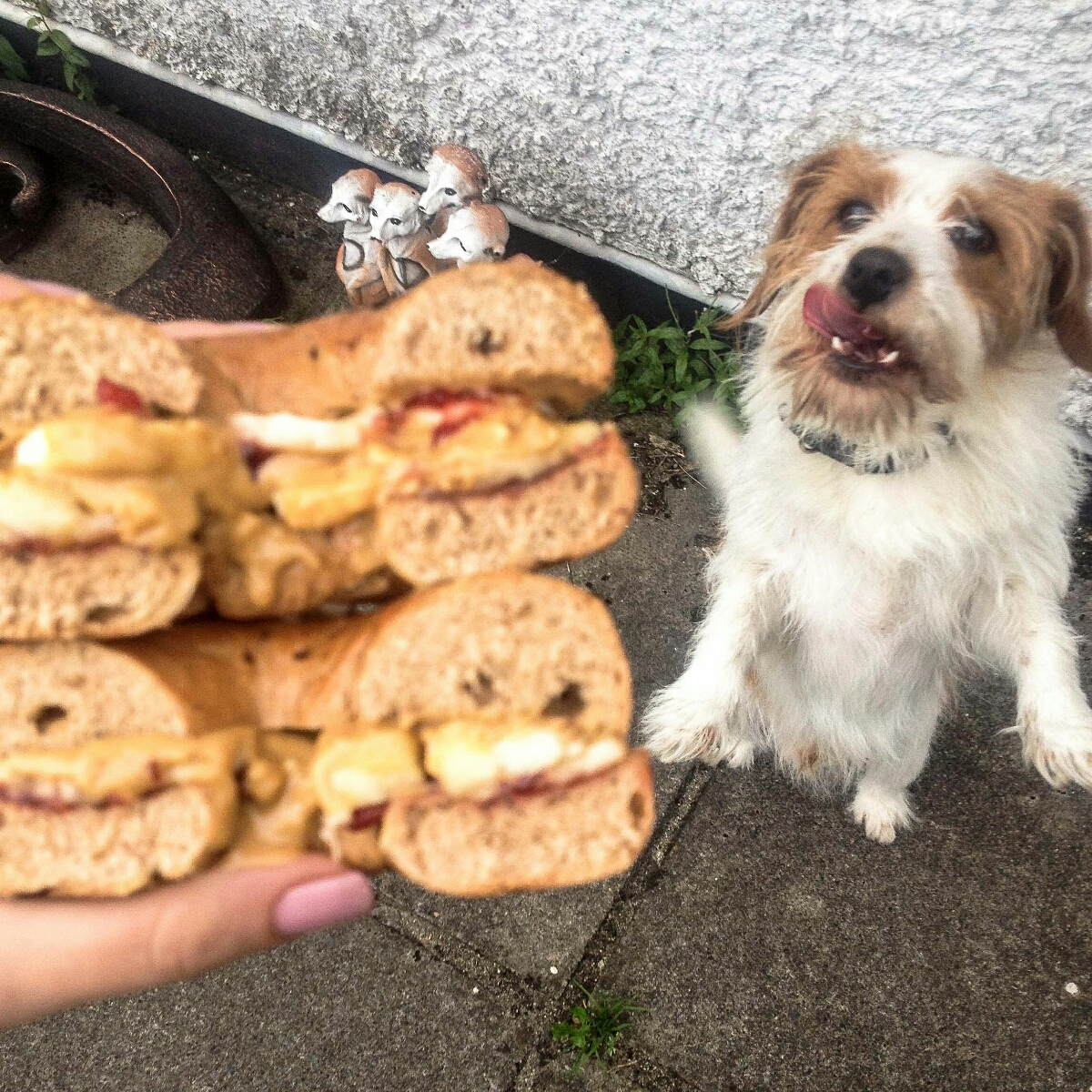 Fitzgerald's Cinnamon Raisin Bagels from Fitzgerald’s - Vegan Product ...