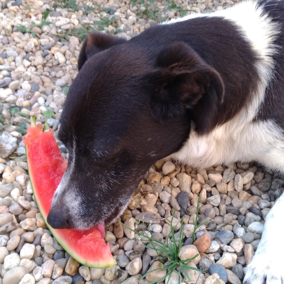 Anguria frescha from Perla nera - Vegan Product Reviews & Ratings ...